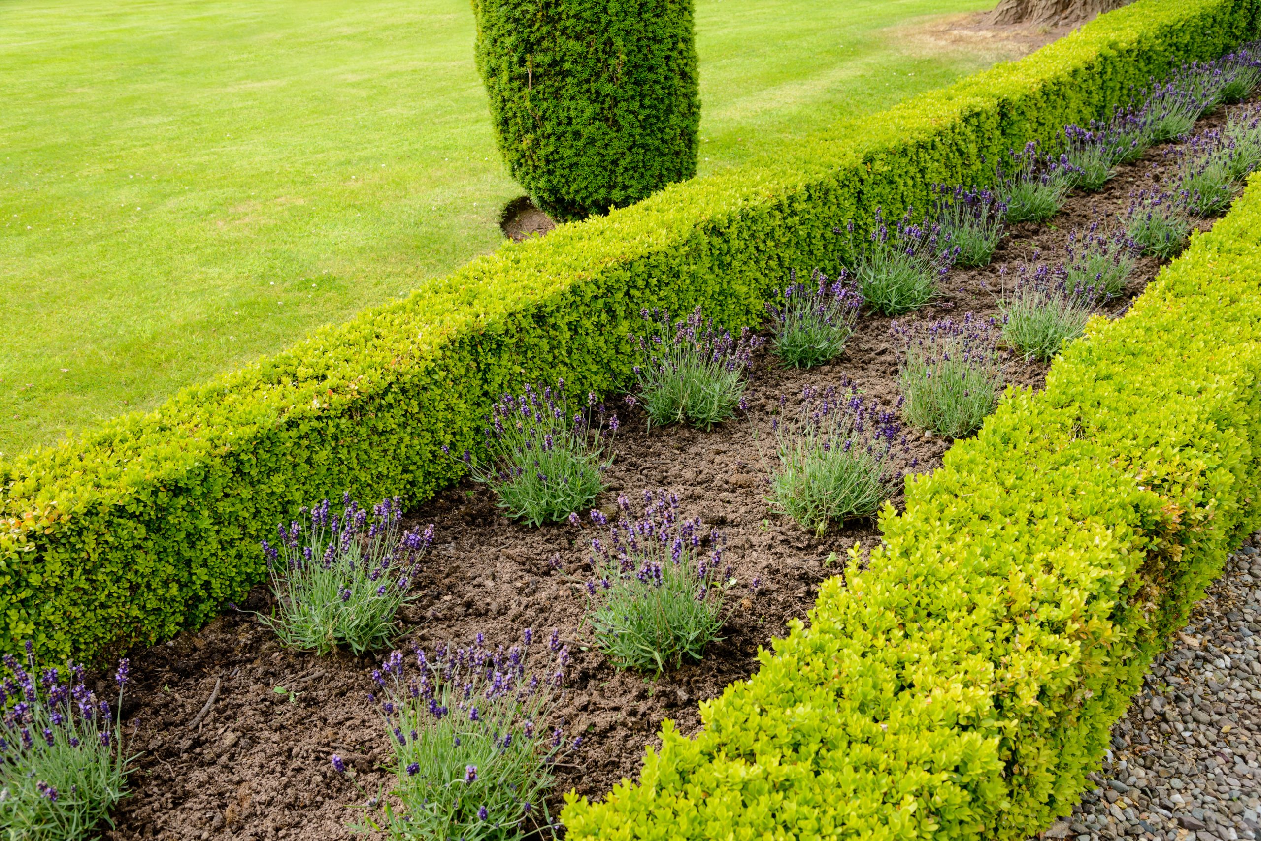 Lawn Stripes and Hedges Landscaping: Garden Maintainence: Garden Design ...